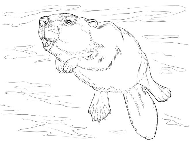 Coloriage Castor réaliste dessin gratuit à imprimer