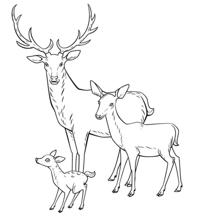 Coloriage Cerf et biche et leur petit dessin gratuit à imprimer Coloriage Cerf et biche et leur petit dessin gratuit à imprimer