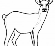 Coloriage Chevreuil gratuit à imprimer
