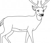 Coloriage Chevreuil gratuit à imprimer