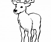 Coloriage Chevreuil gratuit à imprimer