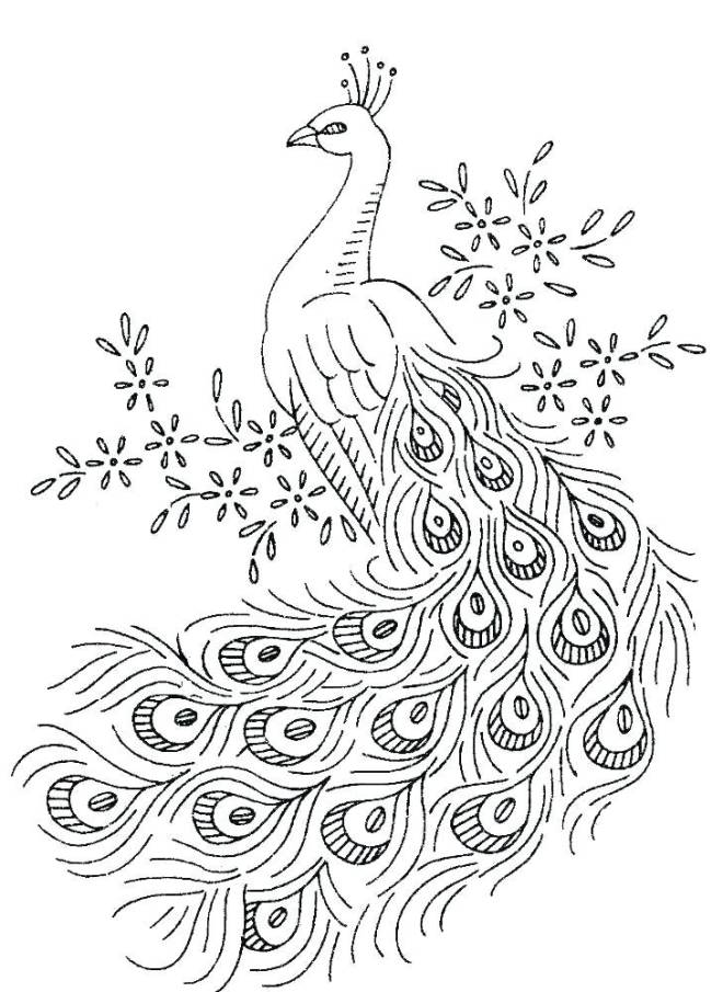 Coloriage Plumage oiseau paon à imprimer dessin gratuit à imprimer Coloriage Plumage oiseau paon à imprimer dessin gratuit à imprimer
