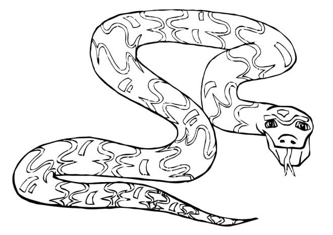 Coloriage Grosse serpent python dessin gratuit à imprimer