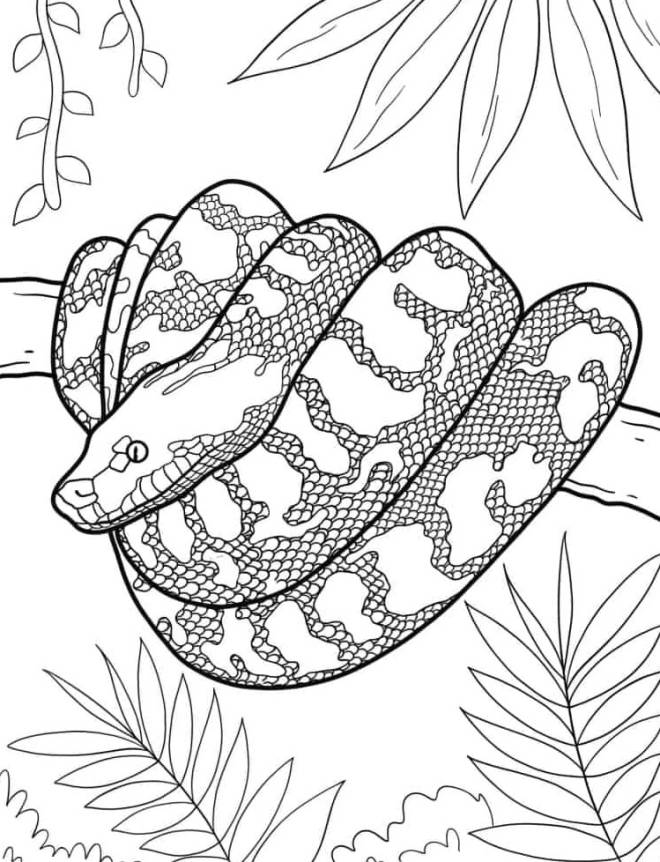 Coloriage Python des rochers africain recroquevillé