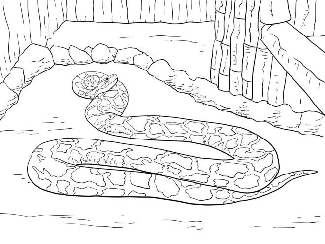 Coloriage Serpent Python birman dessin gratuit à imprimer