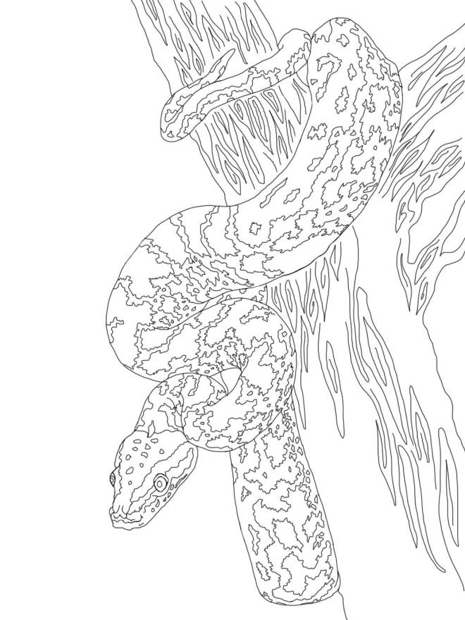 Coloriage Serpent Python de Seba dessin gratuit à imprimer