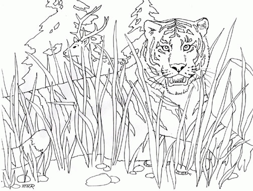 Coloriage Tigre se cache dessin gratuit à imprimer