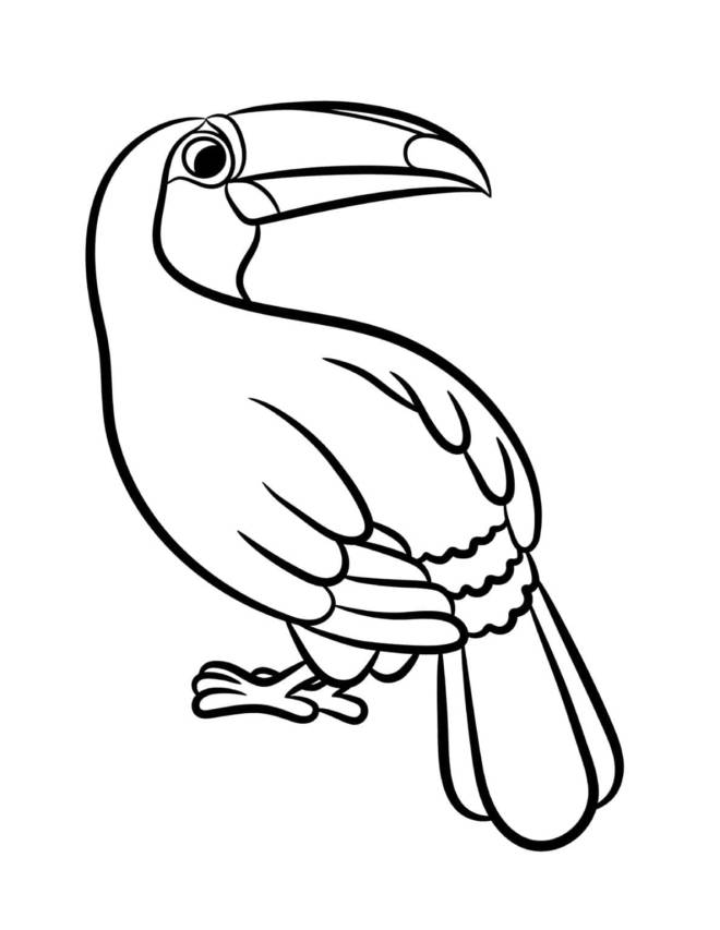 Coloriage Toucan vue arrière dessin gratuit à imprimer