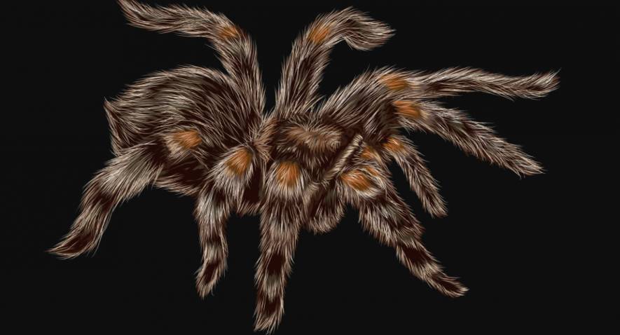 Faits sur la tarentule que vous devriez apprendre