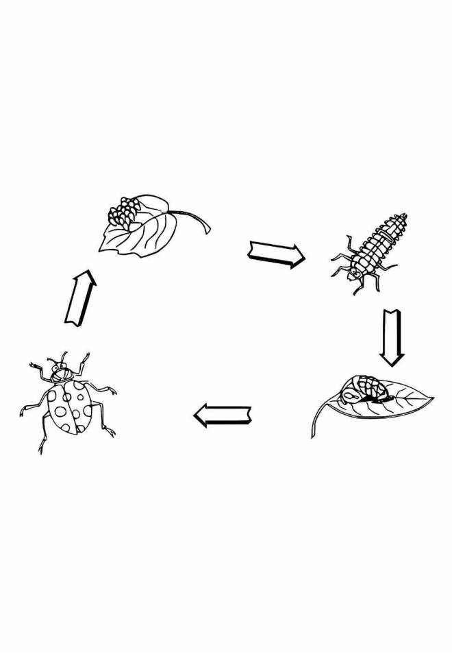 Coloriage Cycle de vie de coccinelle dessin gratuit à imprimer
