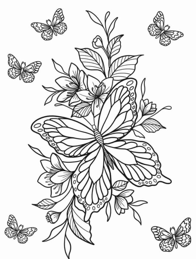 Coloriage Papillon Monarque