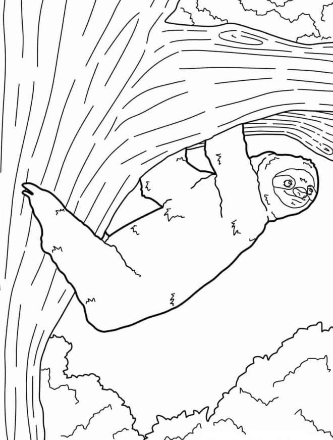 Coloriage Paresseux grimpant à un arbre dans la jungle