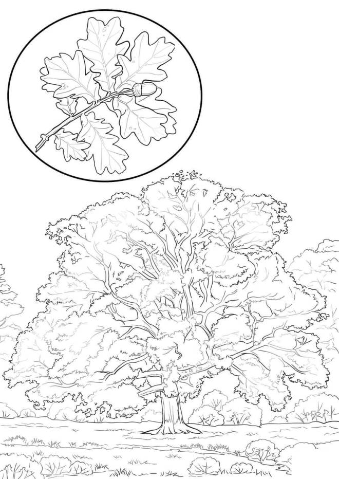 Coloriage Arbre Chêne rouge d'Amérique