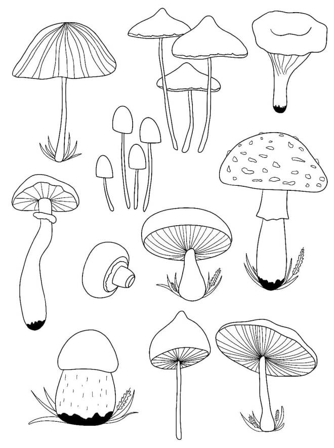 Dessin Simple De Champignon Étape Par étape Pour Dessiner Un