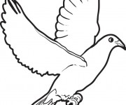 Coloriage Colombe gratuit à imprimer liste 20 à 40