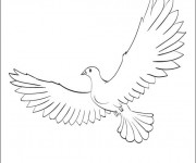 Coloriage Colombe gratuit à imprimer