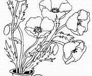 Coloriage Coquelicot gratuit à imprimer