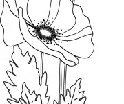 Coloriage Coquelicot gratuit à imprimer