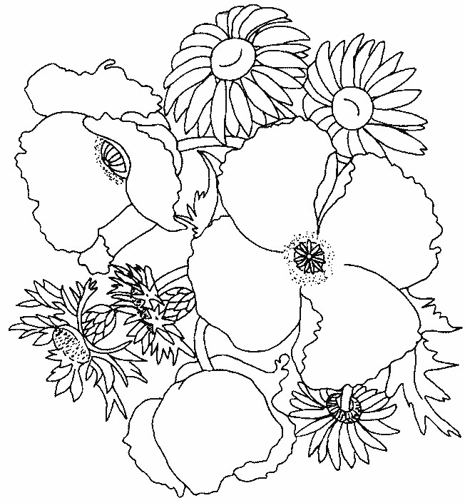 Coloriage Des Coquelicots dessin gratuit à imprimer