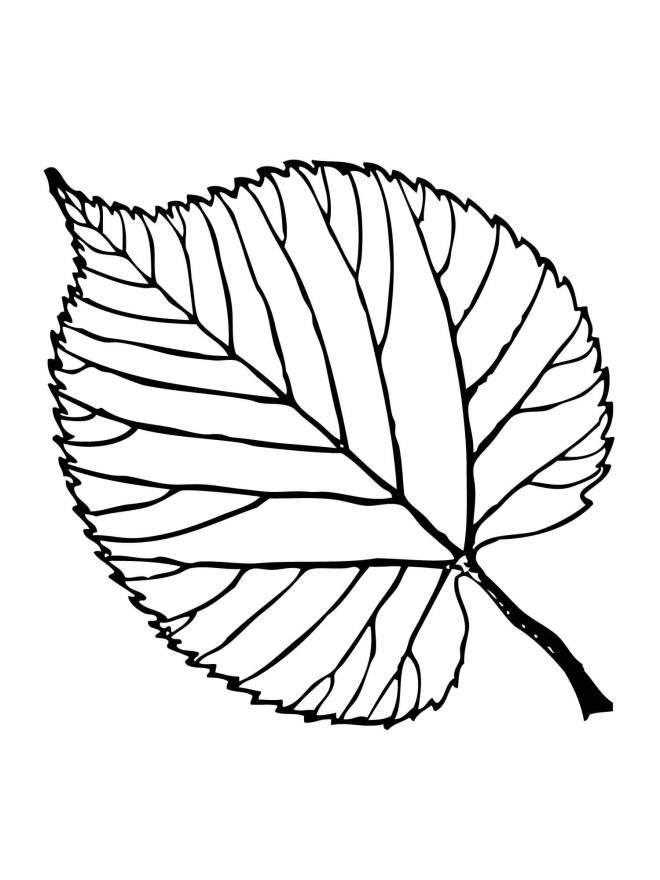 Coloriage Feuille de tilleul d'Amérique dessin gratuit à imprimer Coloriage Feuille de tilleul d'Amérique dessin gratuit à imprimer