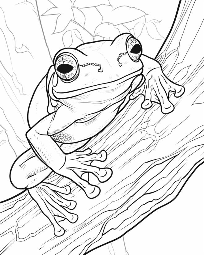 Coloriage Rainette aux yeux rouges dessin gratuit à imprimer