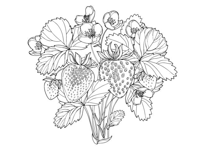 Coloriage Belle fraisier dessin gratuit à imprimer Coloriage Belle fraisier dessin gratuit à imprimer