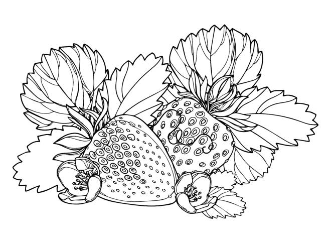 Coloriage Des fruits de fraises magnifique dessin gratuit à imprimer