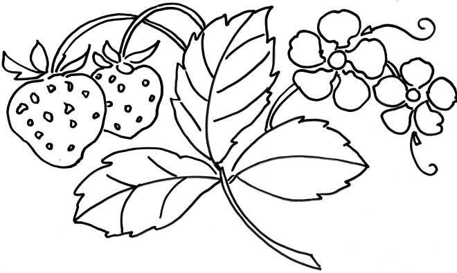 Coloriage Fleurs des fraisier dessin gratuit à imprimer Coloriage Fleurs des fraisier dessin gratuit à imprimer