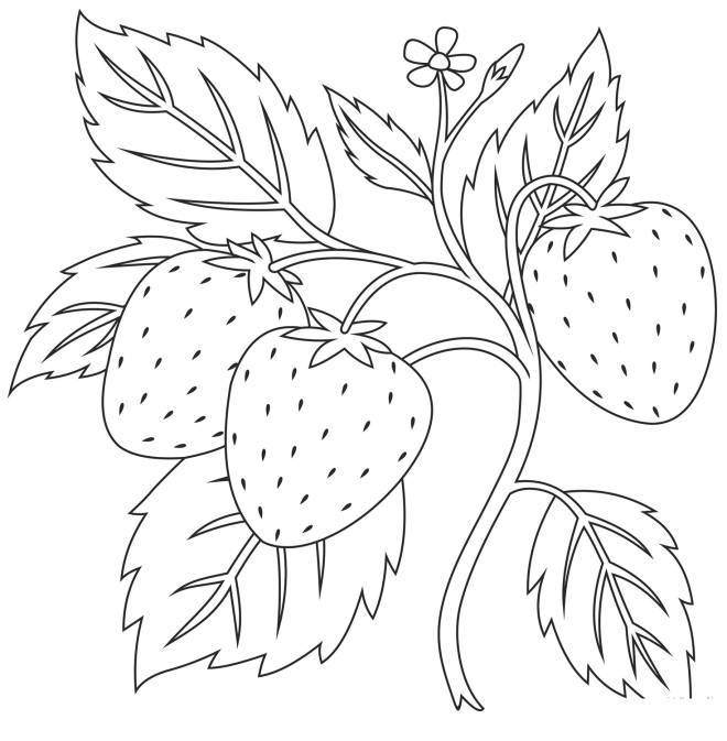 Coloriage Fraises dans fraisier dessin gratuit à imprimer Coloriage Fraises dans fraisier dessin gratuit à imprimer