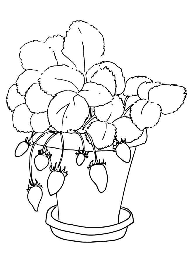 Coloriage Fraisier arbousier dessin gratuit à imprimer Coloriage Fraisier arbousier dessin gratuit à imprimer
