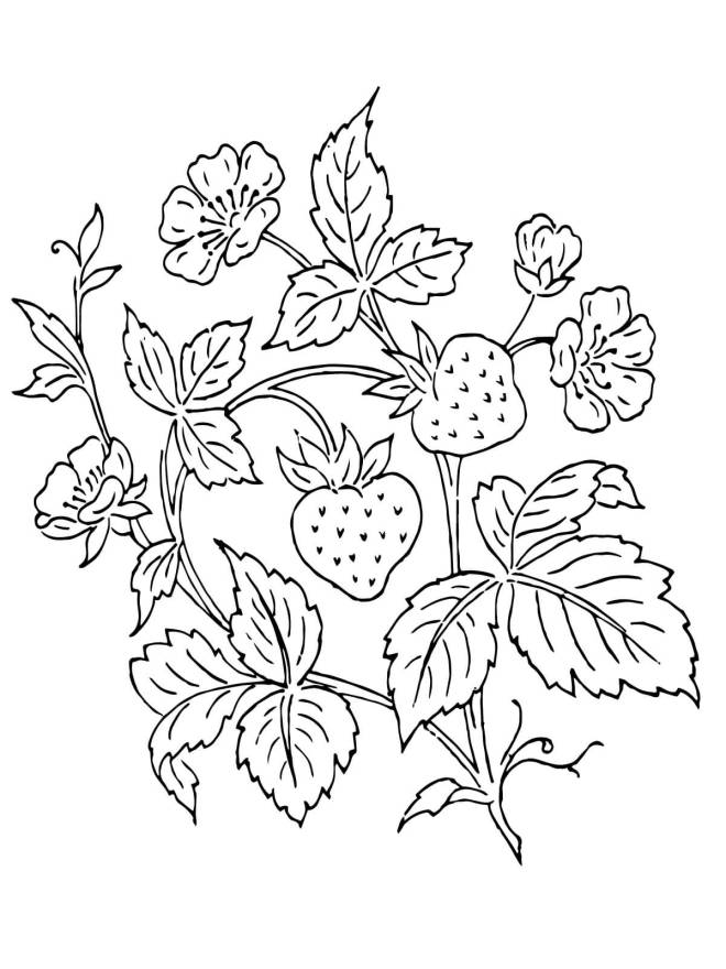 Coloriage Fraisier pleine des fraises dessin gratuit à imprimer Coloriage Fraisier pleine des fraises dessin gratuit à imprimer