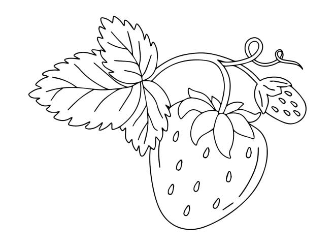 Coloriage Fruit fraise fraisier dessin gratuit à imprimer Coloriage Fruit fraise fraisier dessin gratuit à imprimer