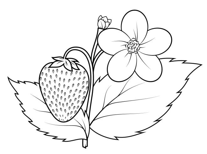 Coloriage Plante fraisier dessin gratuit à imprimer Coloriage Plante fraisier dessin gratuit à imprimer