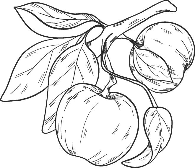 Coloriage Des pommes dans une branche dessin gratuit à imprimer